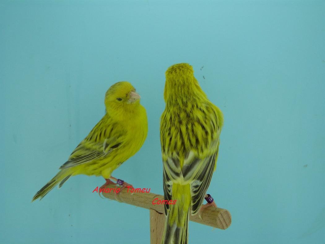 Canarios de Color: Descubriendo las Variedades y Categorías - Inca