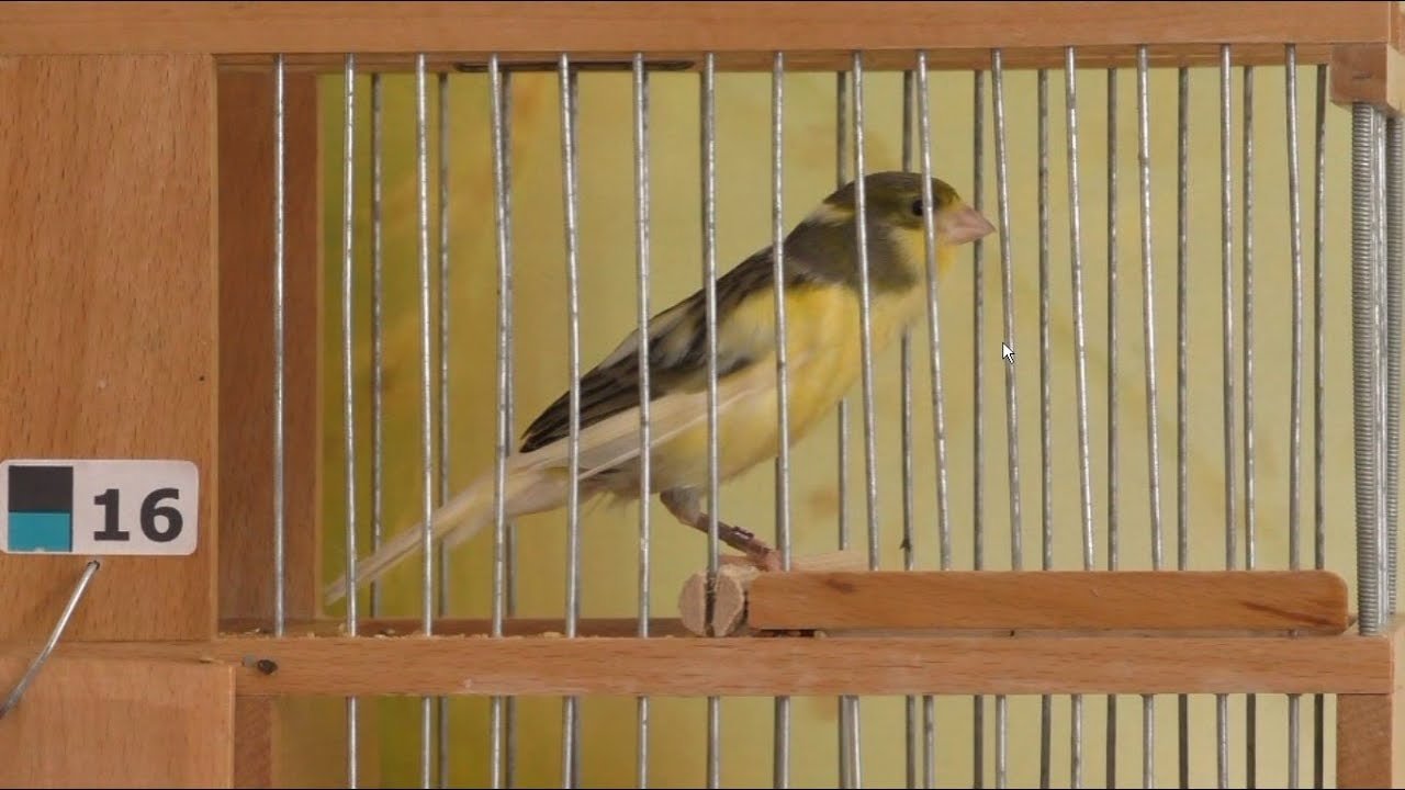 Canarios de Color: Descubriendo las Variedades y Categorías - Inca